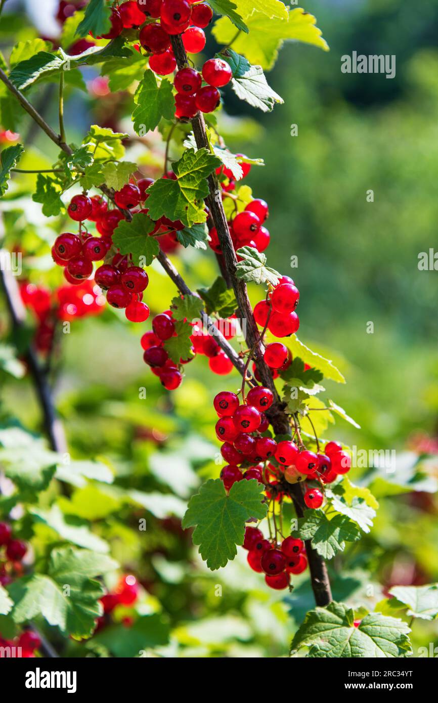 Ribes with green leaves and ripe red berries vegetating in sunlight on ...