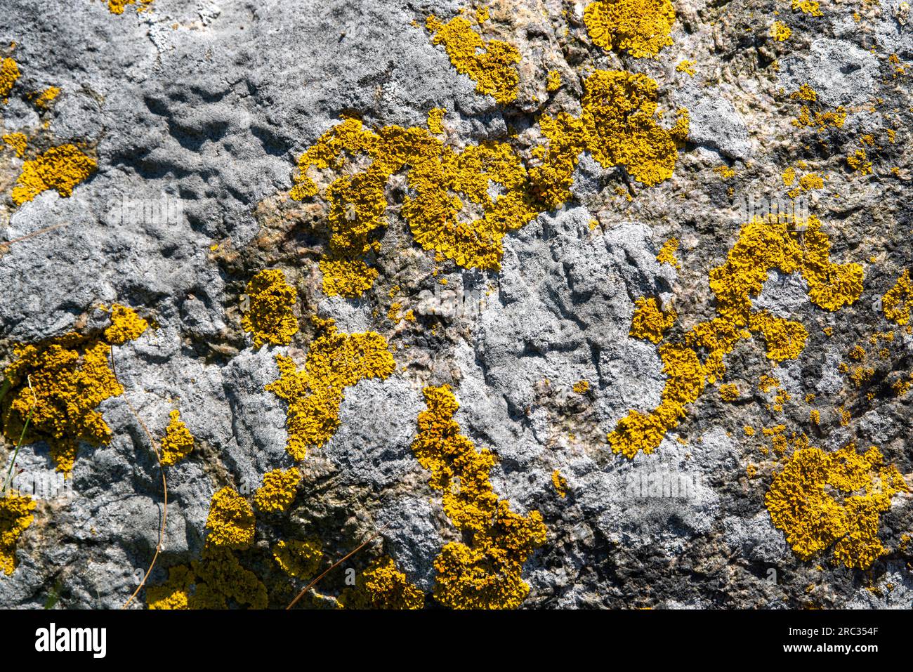 beautiful background natural gray stone covered with moss Stock Photo ...