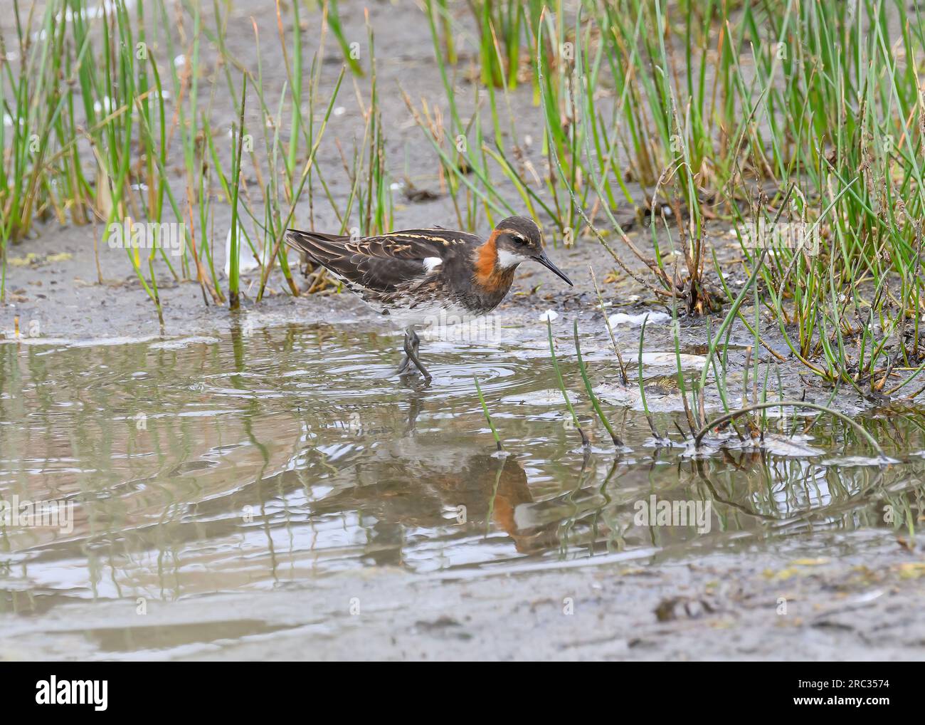 Phalarope red-necked (Phalaropus lobatus), Locjh of Spiggie RSPB ...