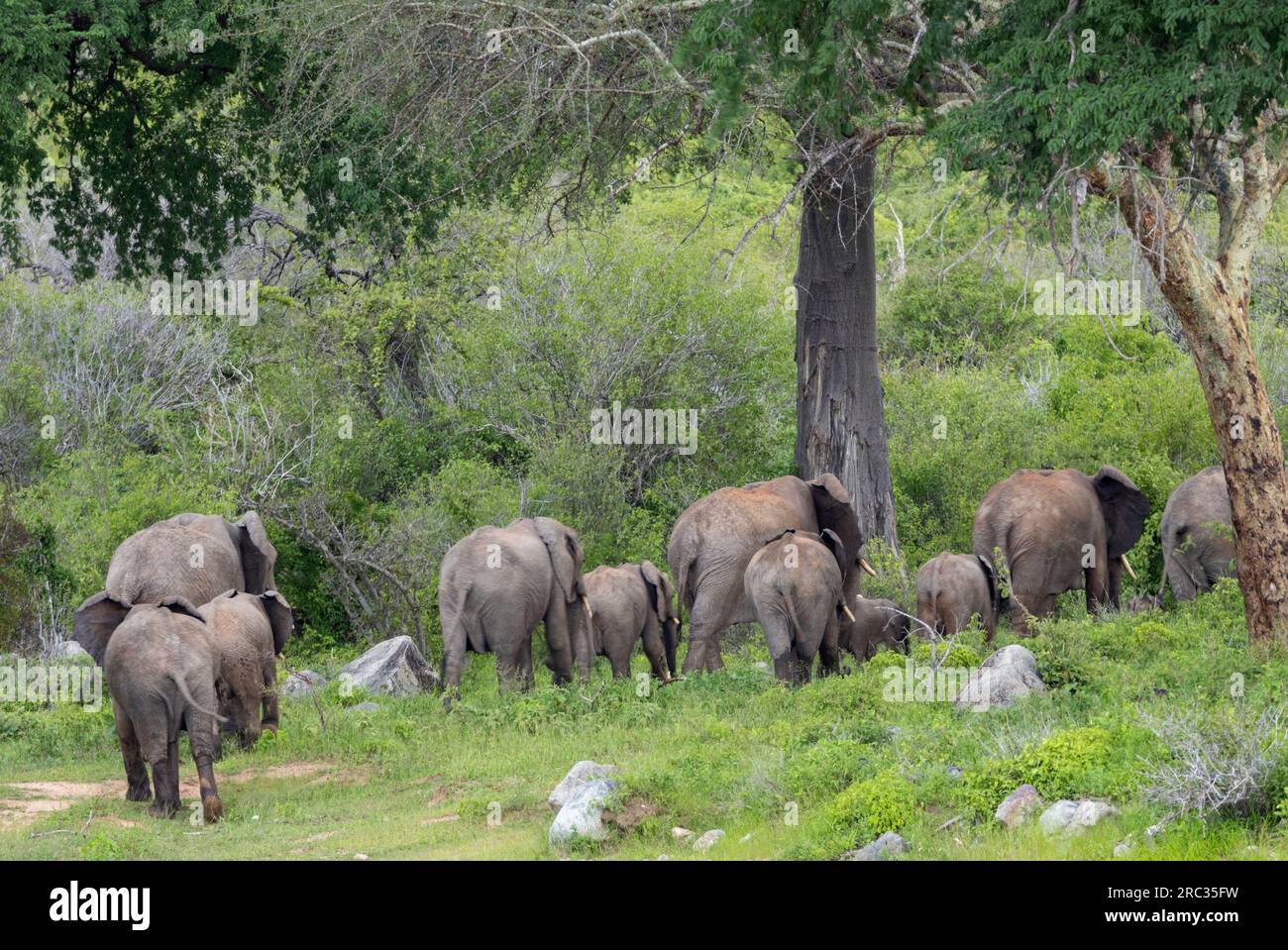 Wallowed hi-res stock photography and images - Alamy