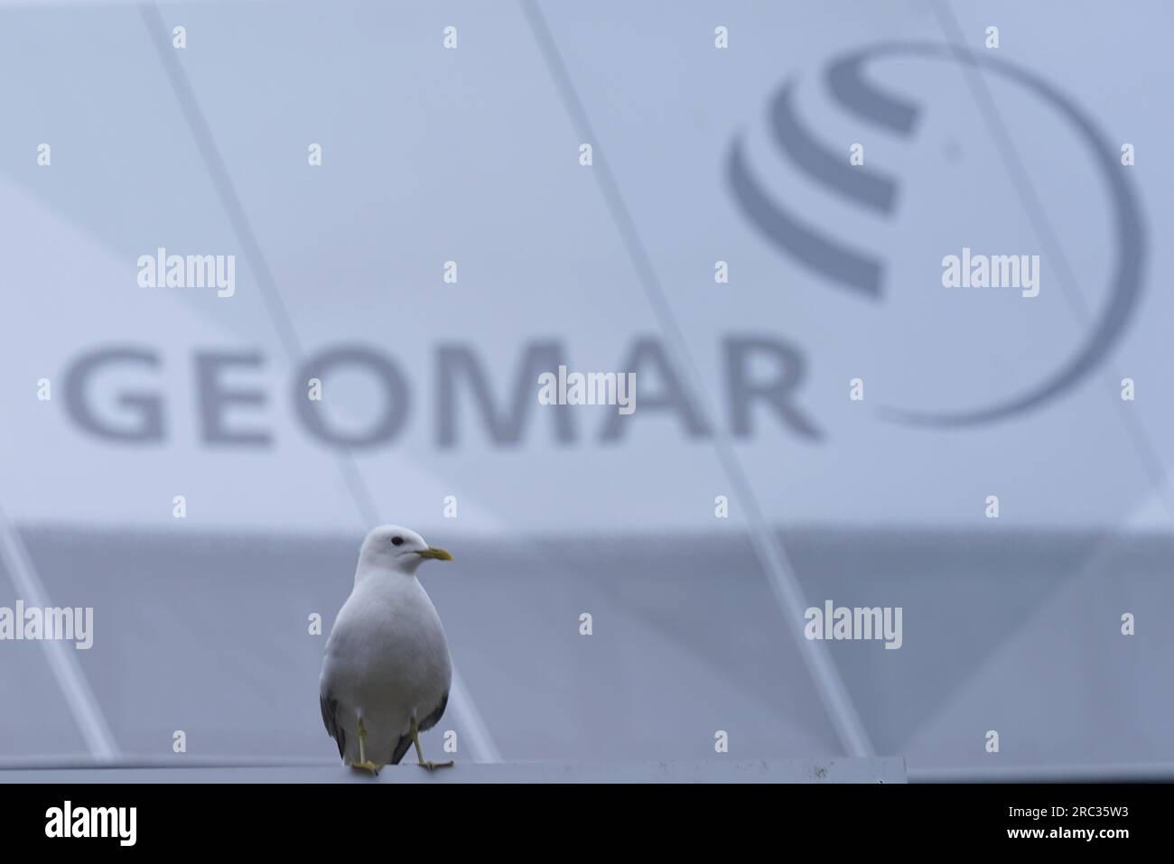 Kiel, Germany. 12th July, 2023. A storm-petreled gull sits in front of ...