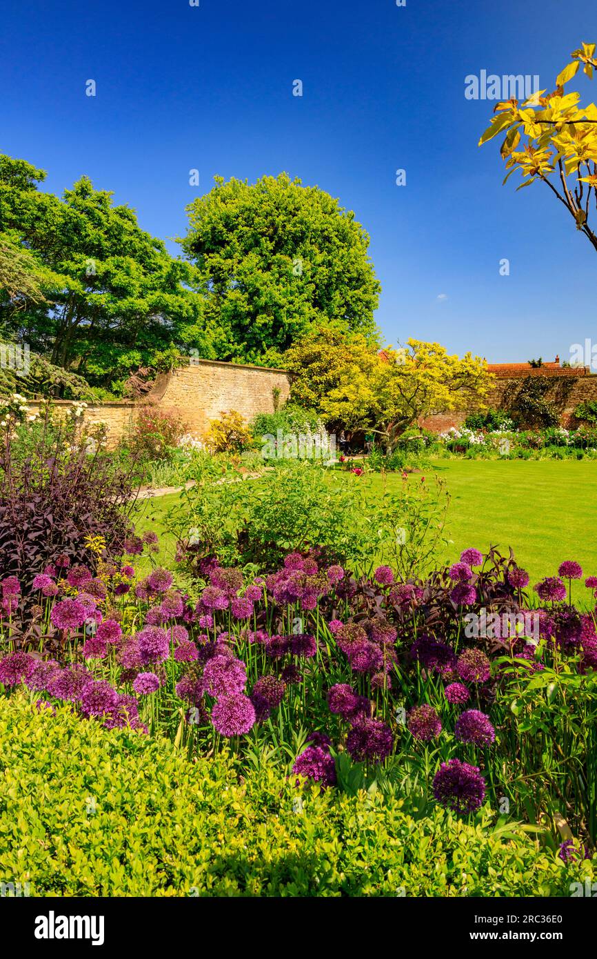Colourful spring borders with purple alliums in the gardens at ...