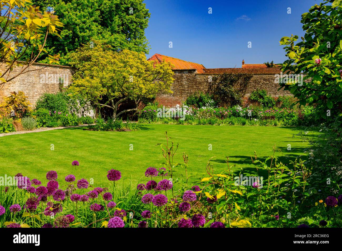 Colourful spring borders with purple alliums in the gardens at ...