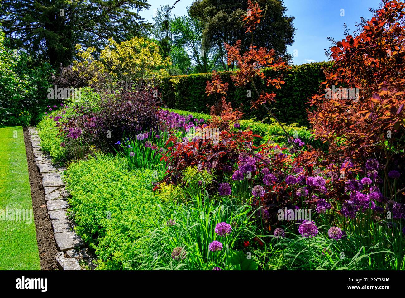 Colourful spring borders with purple alliums in the gardens at ...