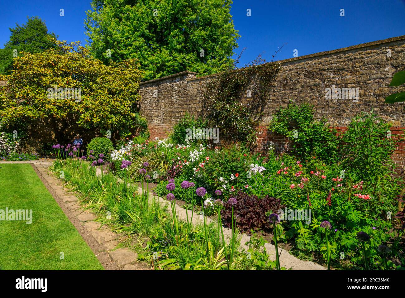 Colourful spring borders with purple alliums in the gardens at ...