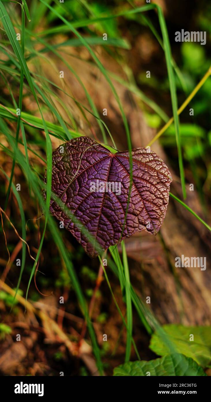 Conservation forest logo hi-res stock photography and images - Alamy