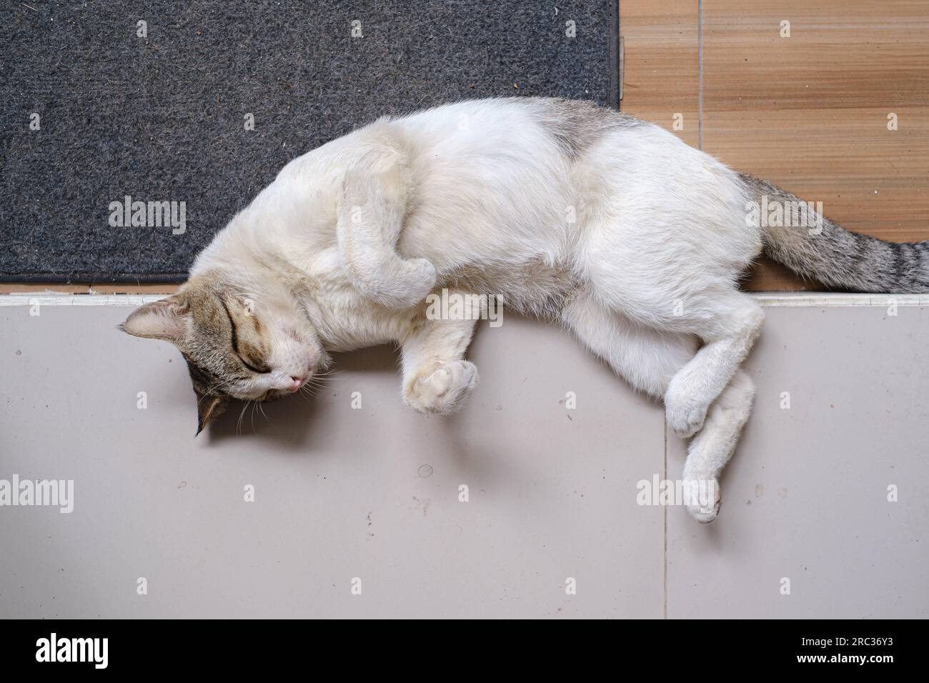 Flat lay or top view shot of a cat is sleeping on the ground Stock ...