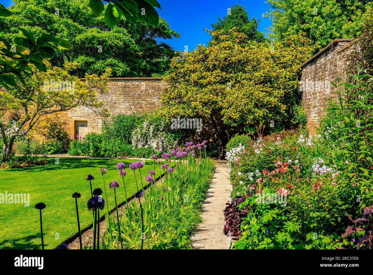 Colourful spring borders with purple alliums in the gardens at ...