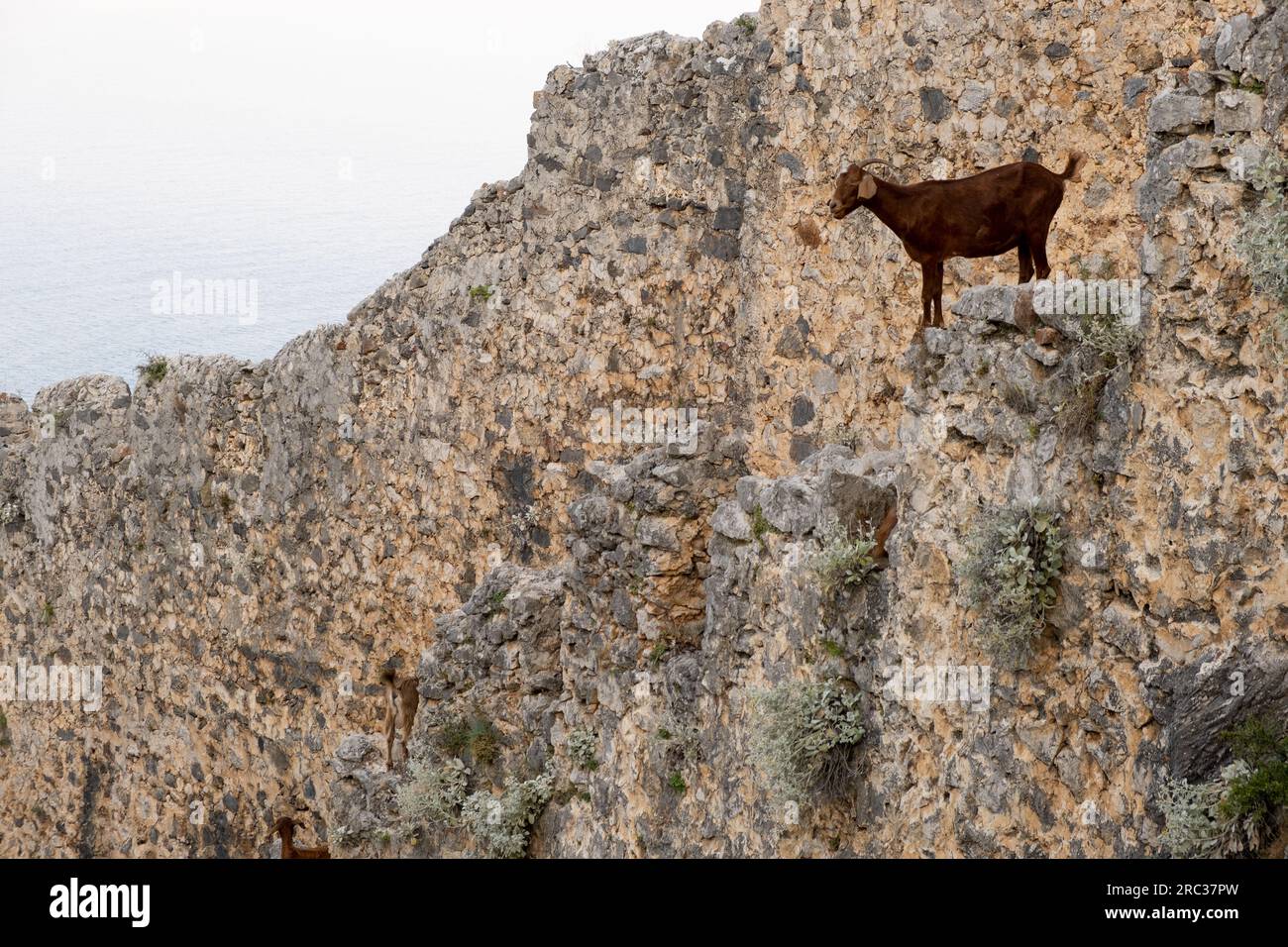 Sheer cliff goat hi-res stock photography and images - Alamy