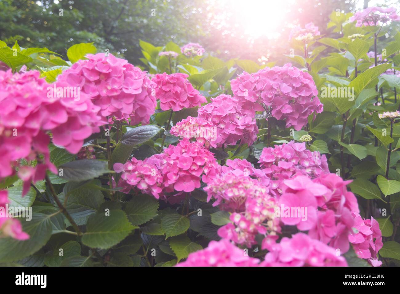 Lush pink hydrangea macrophylla hi-res stock photography and images - Alamy