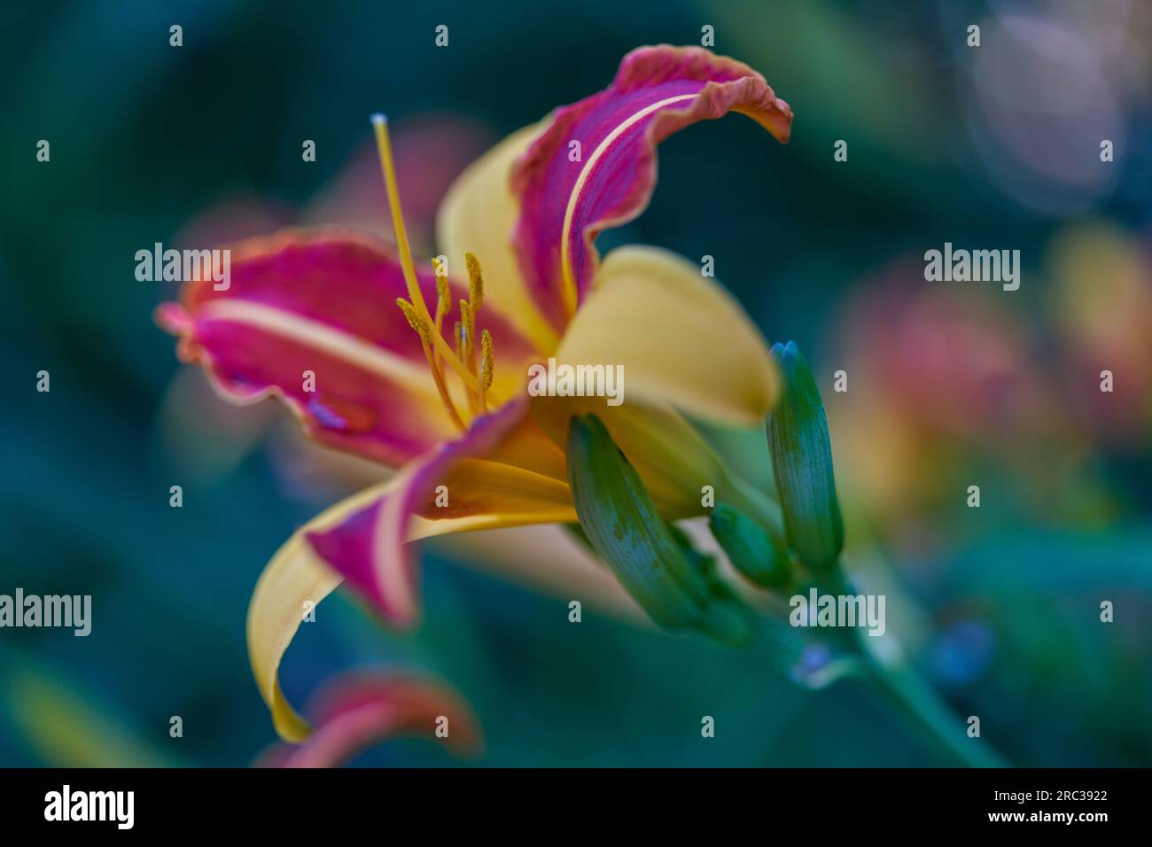 Lush colorful day lily flower close up Stock Photo - Alamy