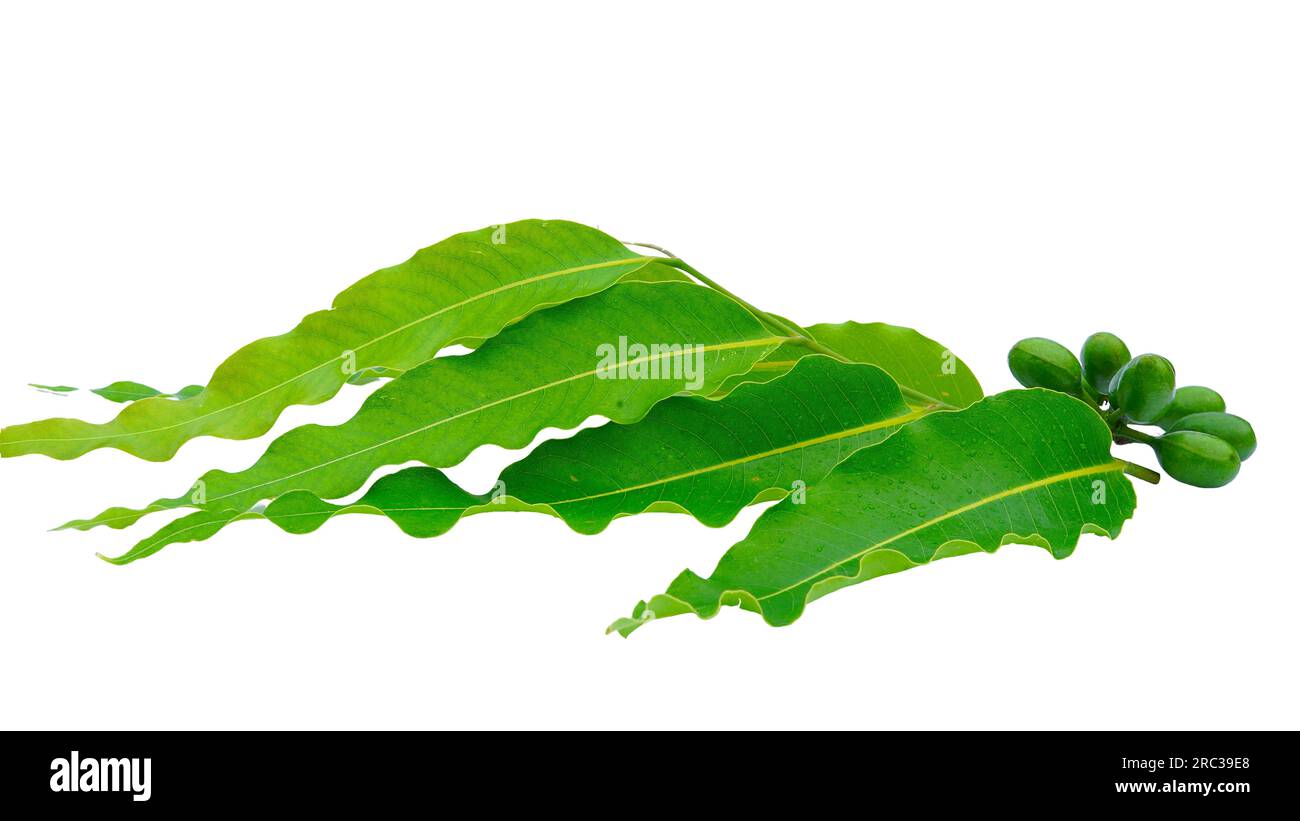 Ashoka or Saraca asoca green leaves with raw fruits isolated on white ...