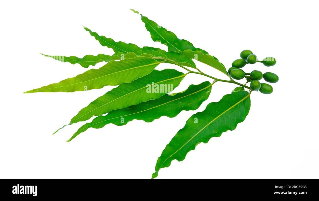 Isolated fresh leaf of Polyalthia longifolia plant on white background ...