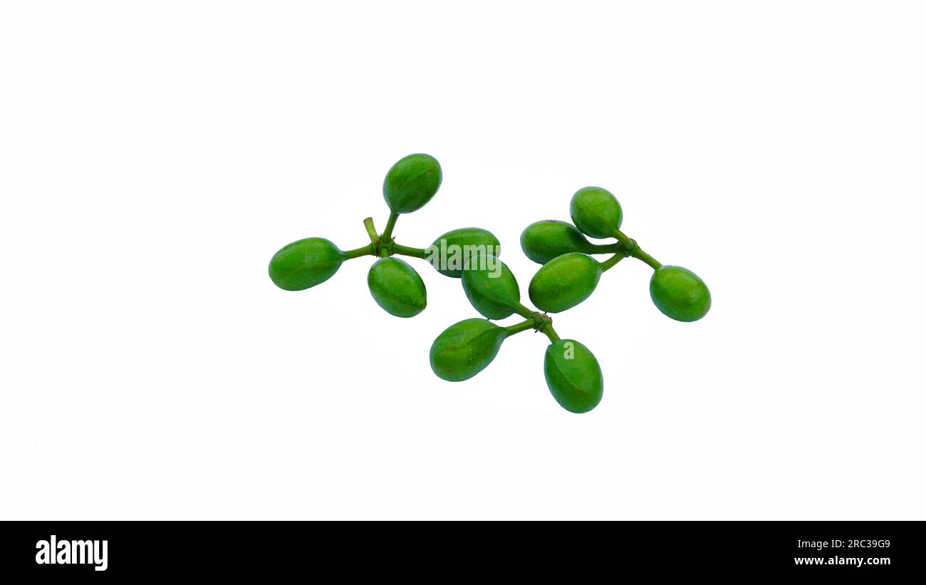 Fresh raw fruits of ashoka tree. Selective focus of False Ashoka or ...