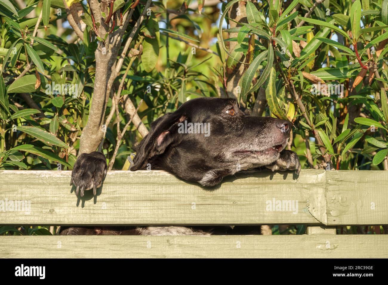 A guard dog in Greece standing against a garden fence with paws on the ...
