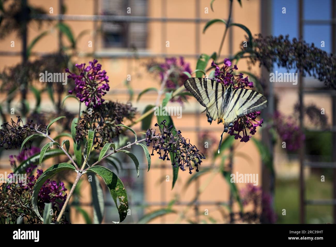 Butterfly on a flower in a bush seen up close Stock Photo - Alamy