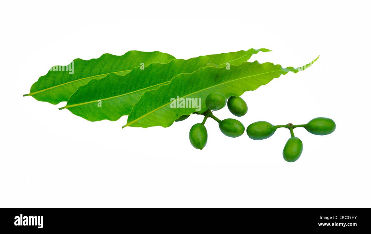 Ashoka or Saraca asoca green leaves with raw fruits isolated on white ...
