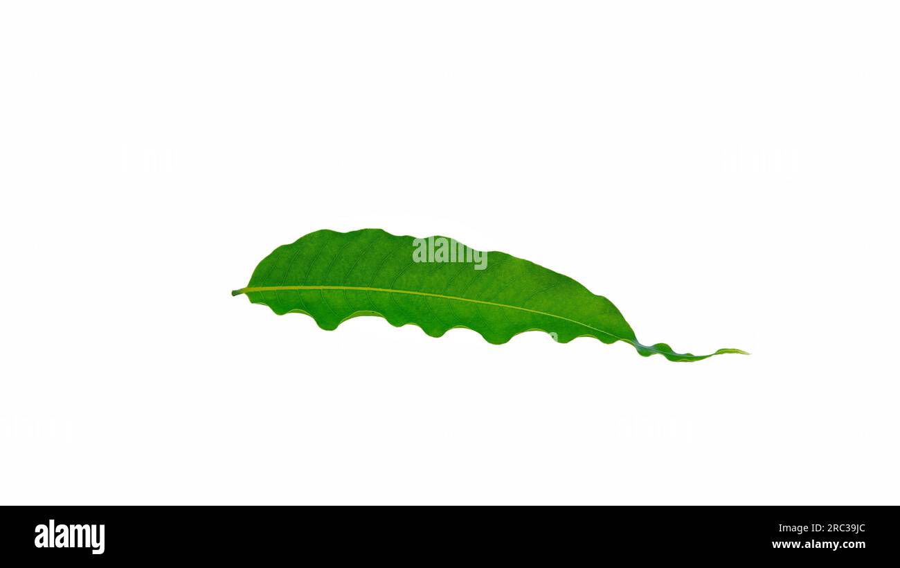 Isolated fresh leaf of Polyalthia longifolia plant on white background ...