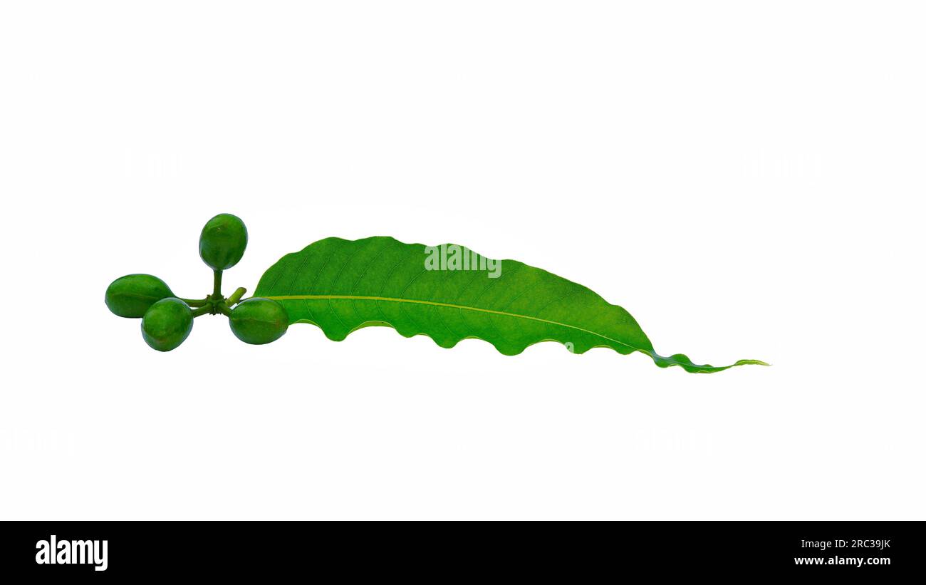 Ashoka or Saraca asoca green leaves with raw fruits isolated on white ...