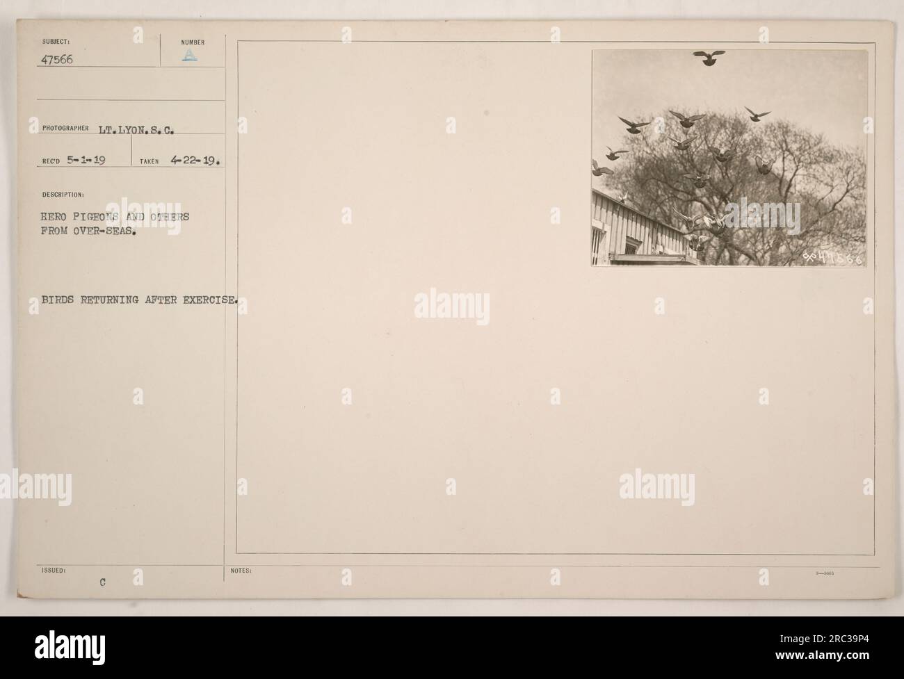 Birds returning to their trainers after a military exercise during ...