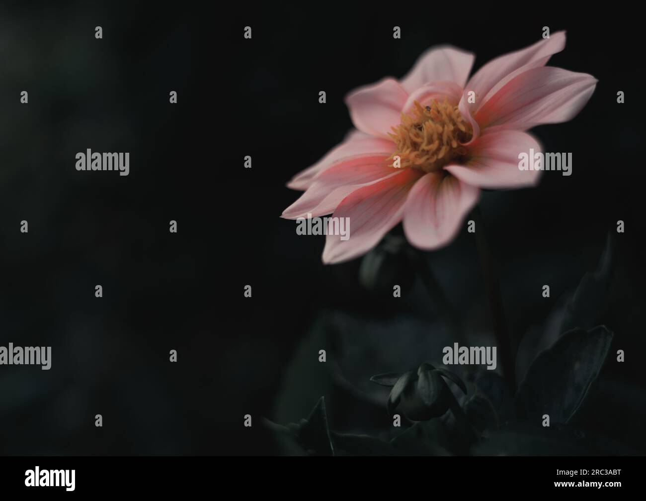 Beautiful light pink hi-res stock photography and images - Alamy