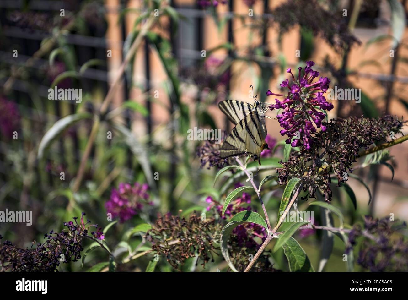 Butterfly on a flower in a bush seen up close Stock Photo - Alamy