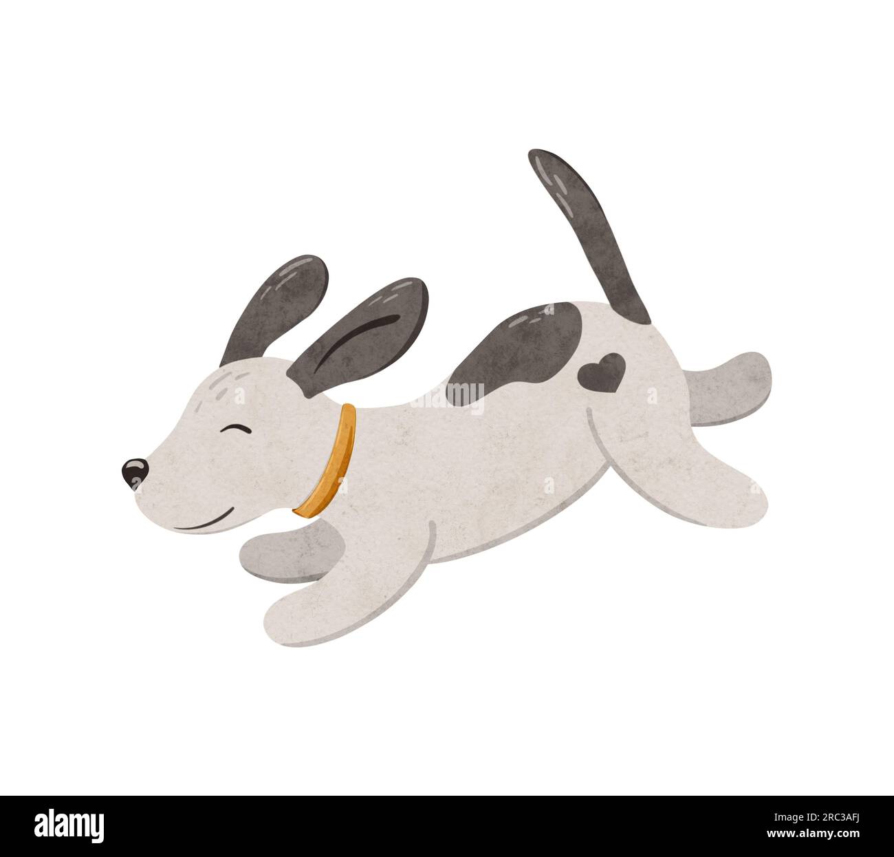 Cute puppy Stabyhoun with an orange collar and a heart runs and jumps ...