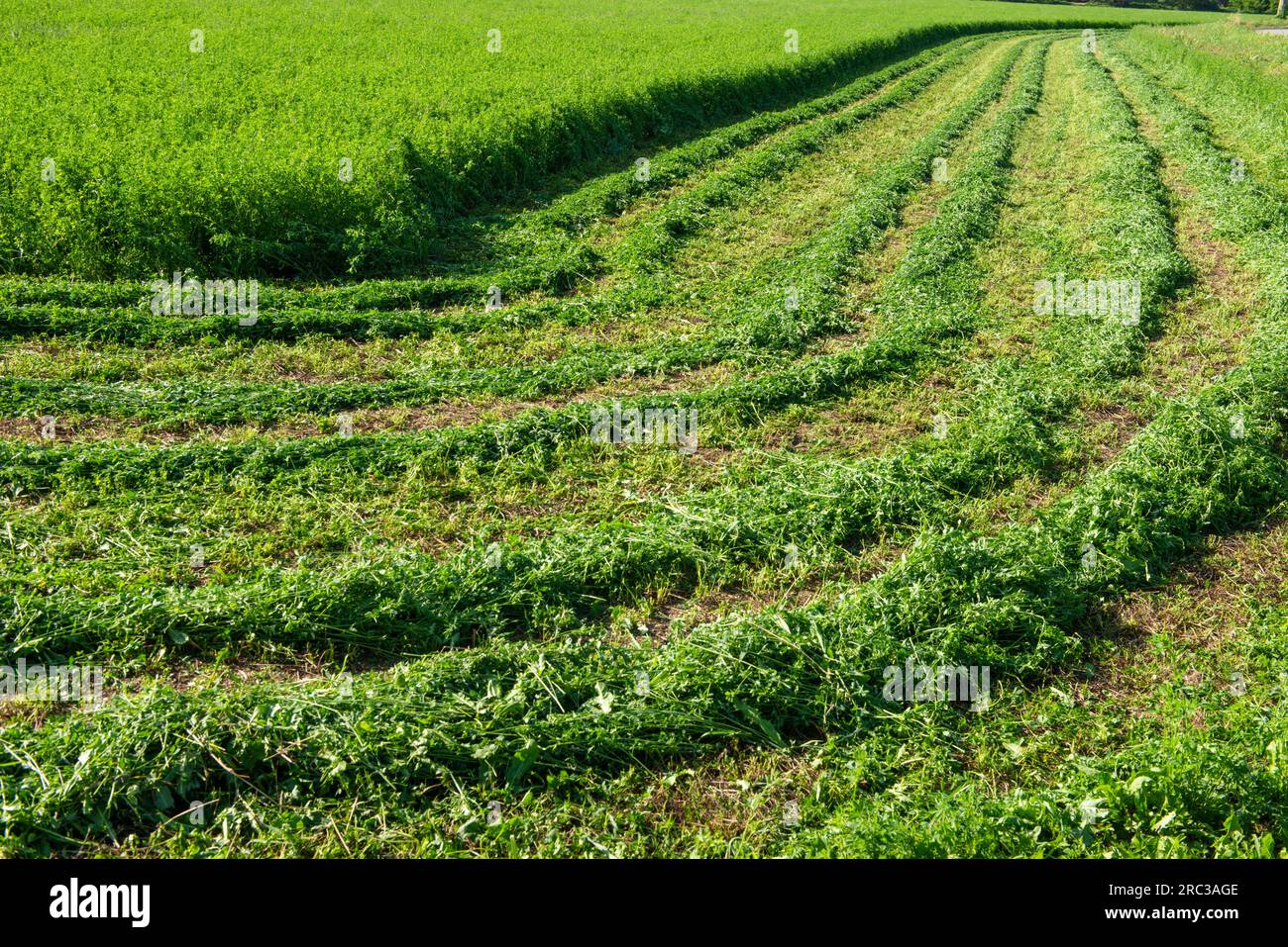 Strip of cut grass in agricultural field Stock Photo - Alamy