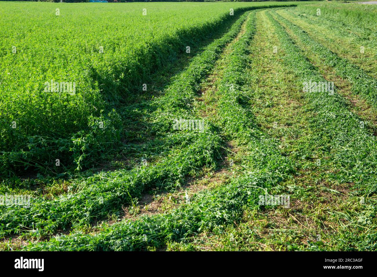 Strip of cut grass hi-res stock photography and images - Alamy