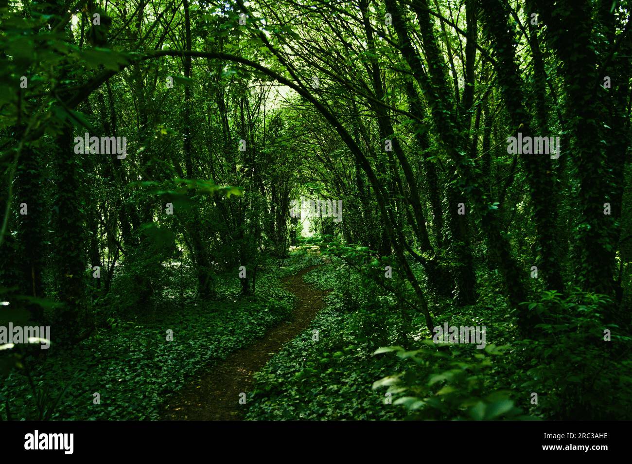 a path in the dark forest Stock Photo - Alamy