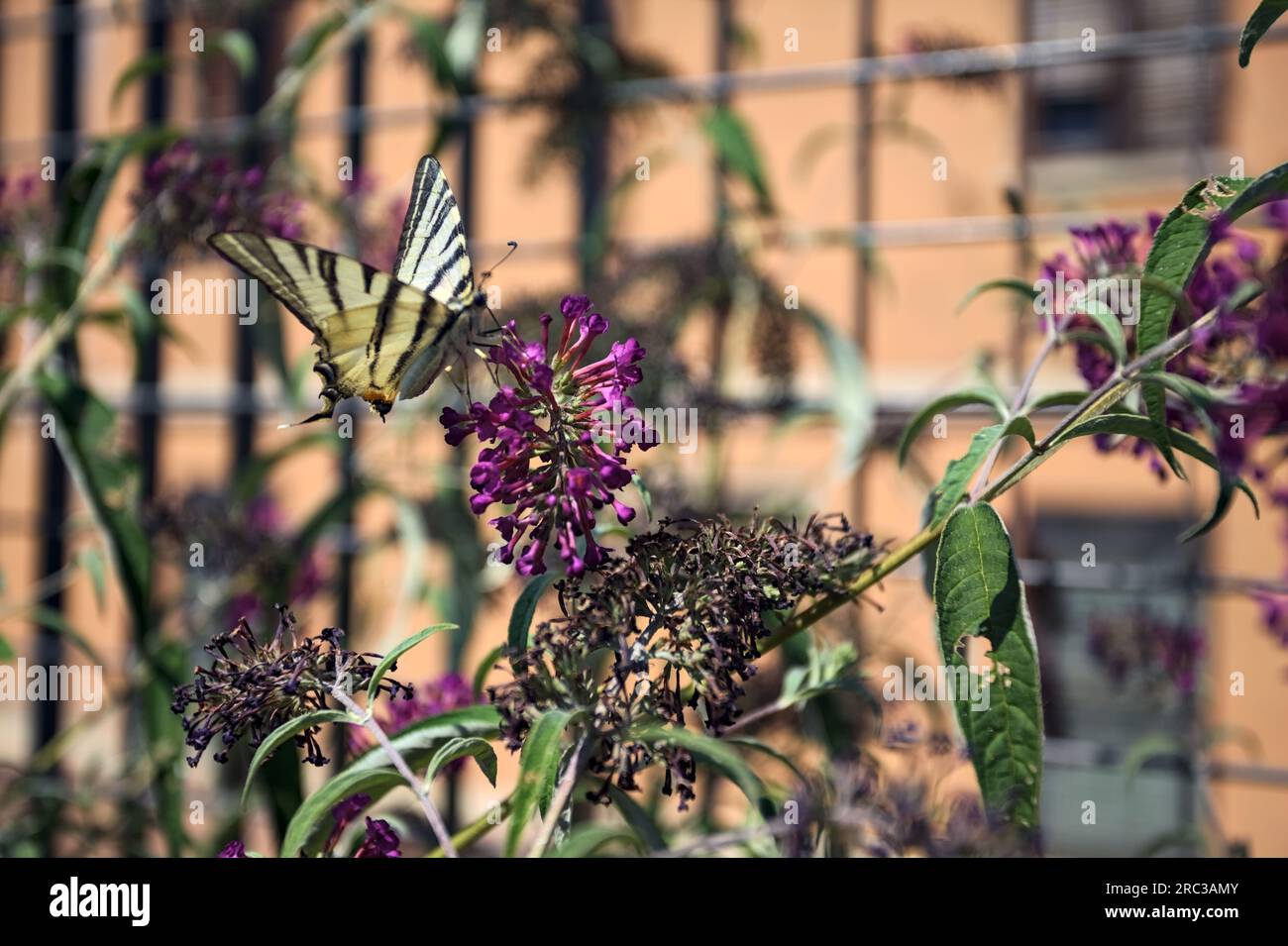 Butterfly on a flower in a bush seen up close Stock Photo - Alamy