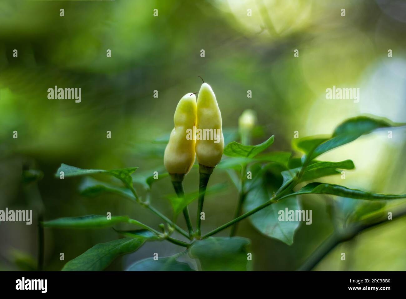 The white Chilli is a chilli of a long sized family of capsicum, white ...