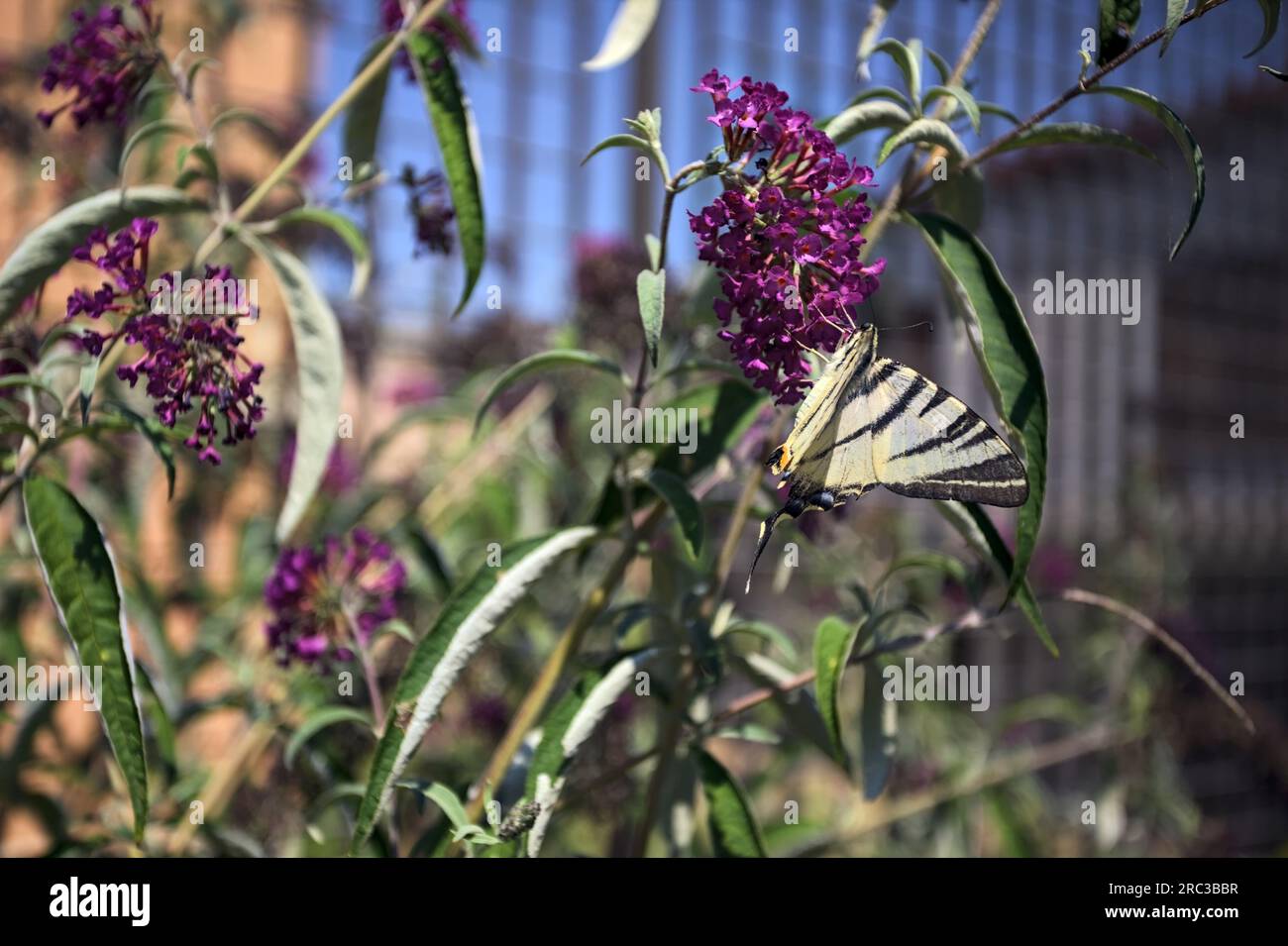 Butterfly on a flower in a bush seen up close Stock Photo - Alamy