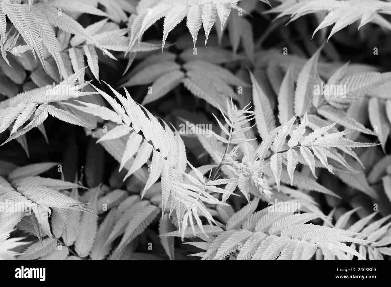 Beautiful fern bushes growing in the sunny meadow in a black and white ...