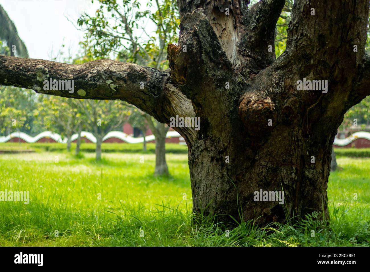 A garden home is a multi-unit housing that has great home and garden ...