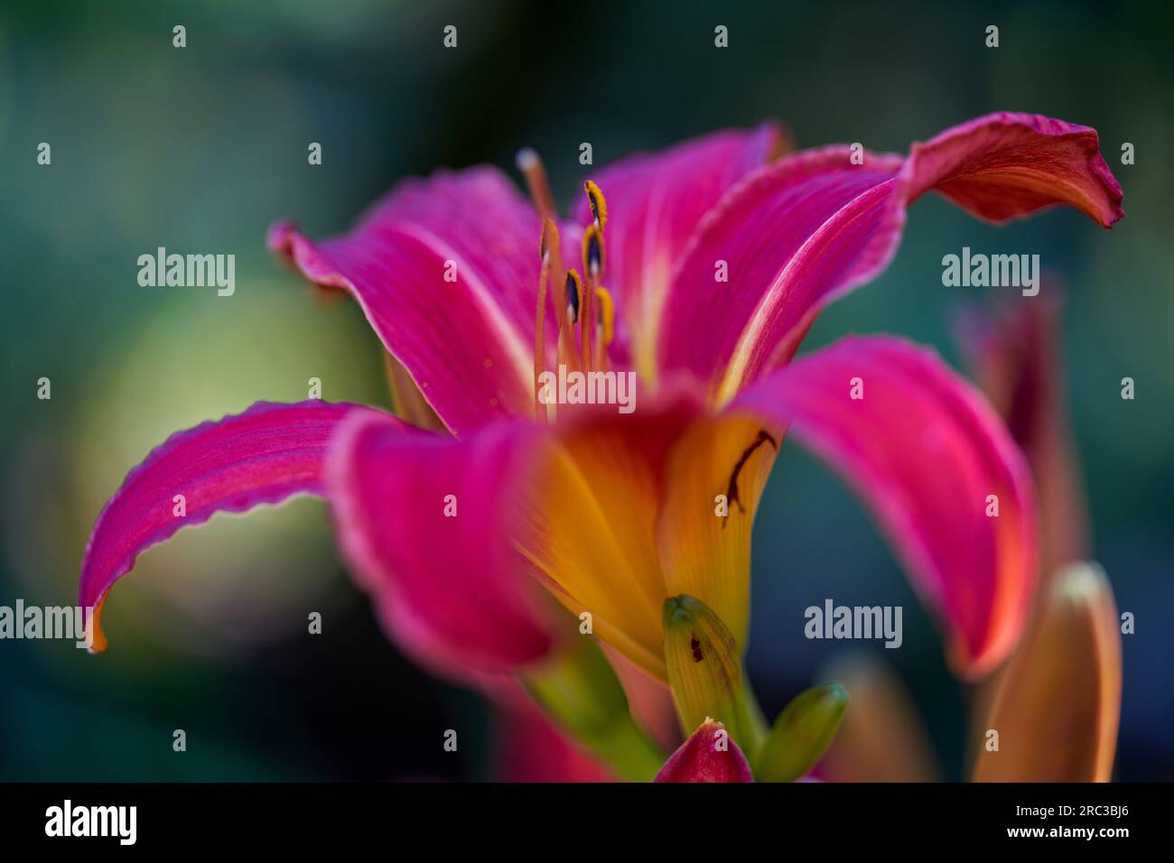 Lush colorful day lily flower close up Stock Photo - Alamy