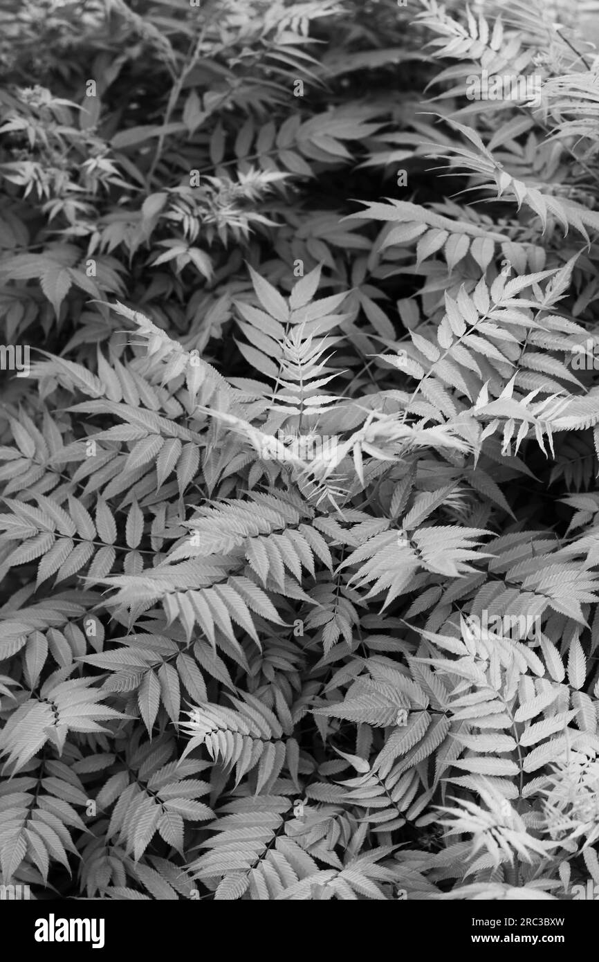 Beautiful fern bushes growing in the sunny meadow in a black and white ...