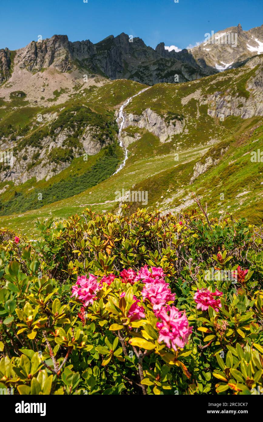 flowering alpine roses on Alp Holzhüs and Hostetbach high above ...