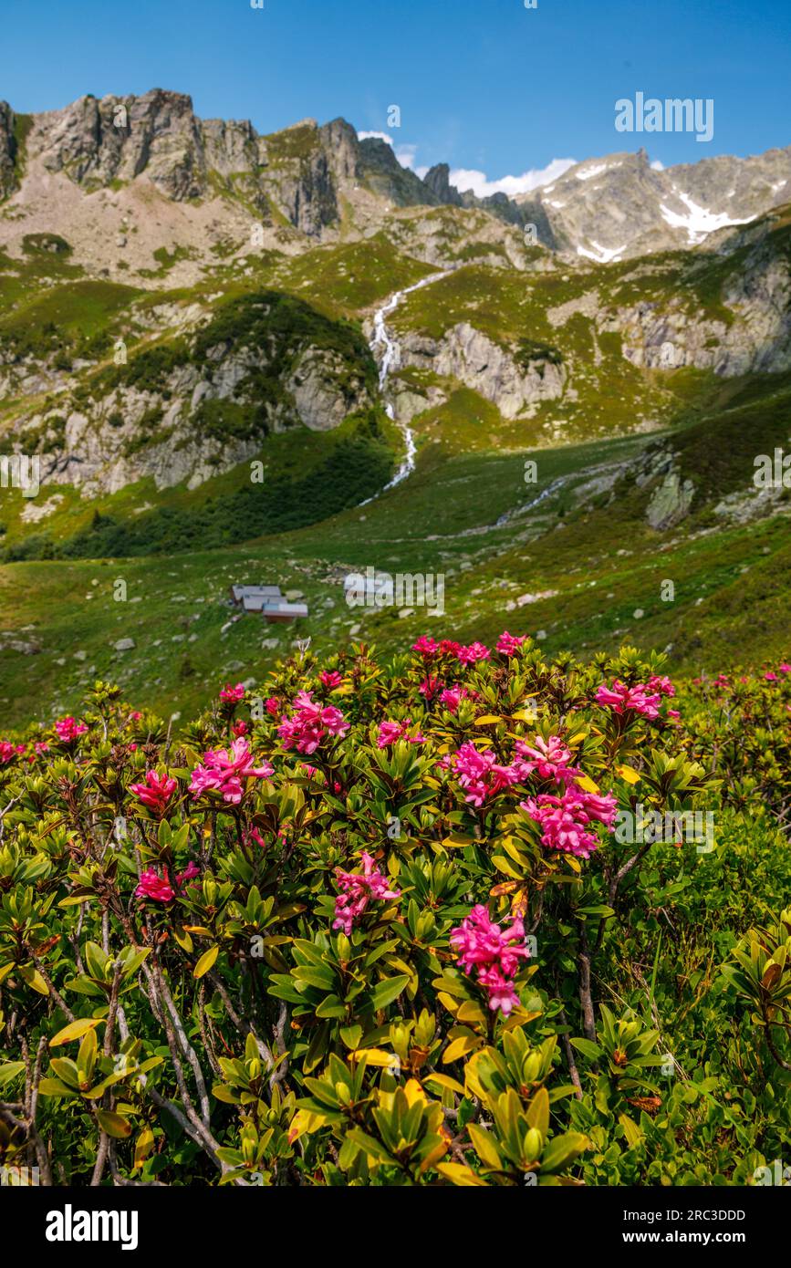 flowering alpine roses on Alp Holzhüs and Hostetbach high above ...
