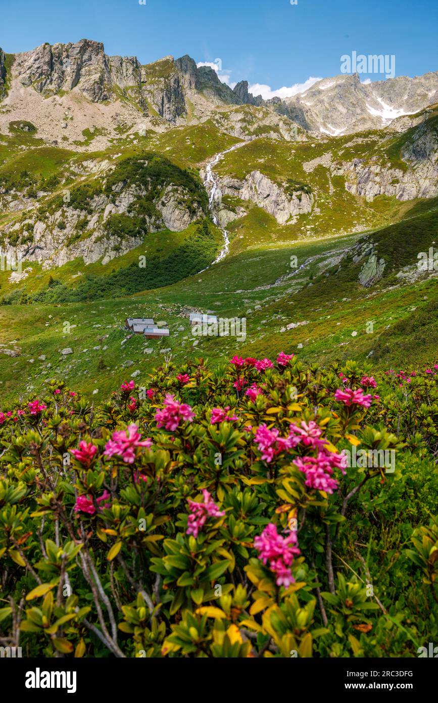 flowering alpine roses on Alp Holzhüs and Hostetbach high above ...