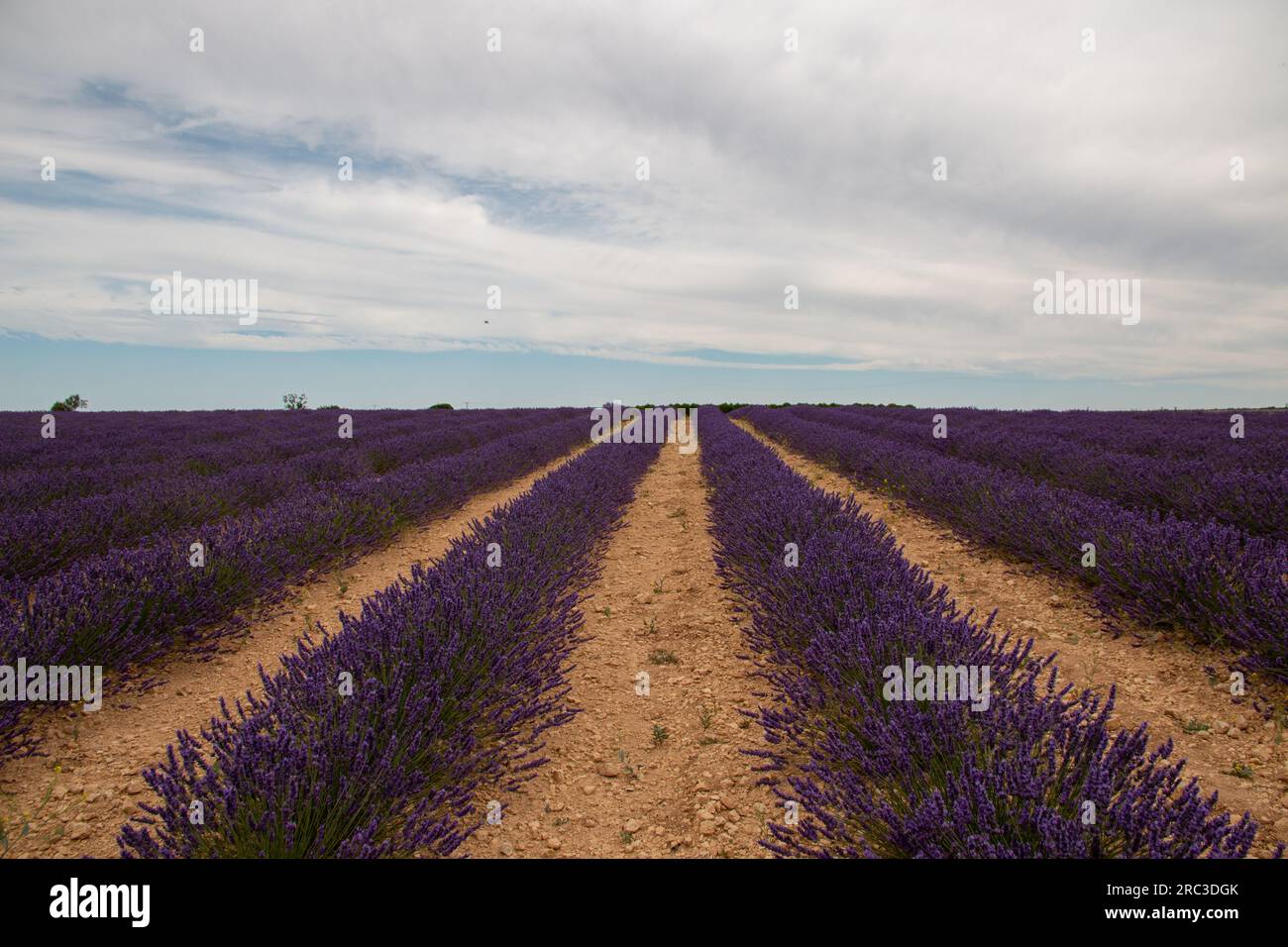 Lavender plantation (lavandula) in full bloom in mid-July Stock Photo ...