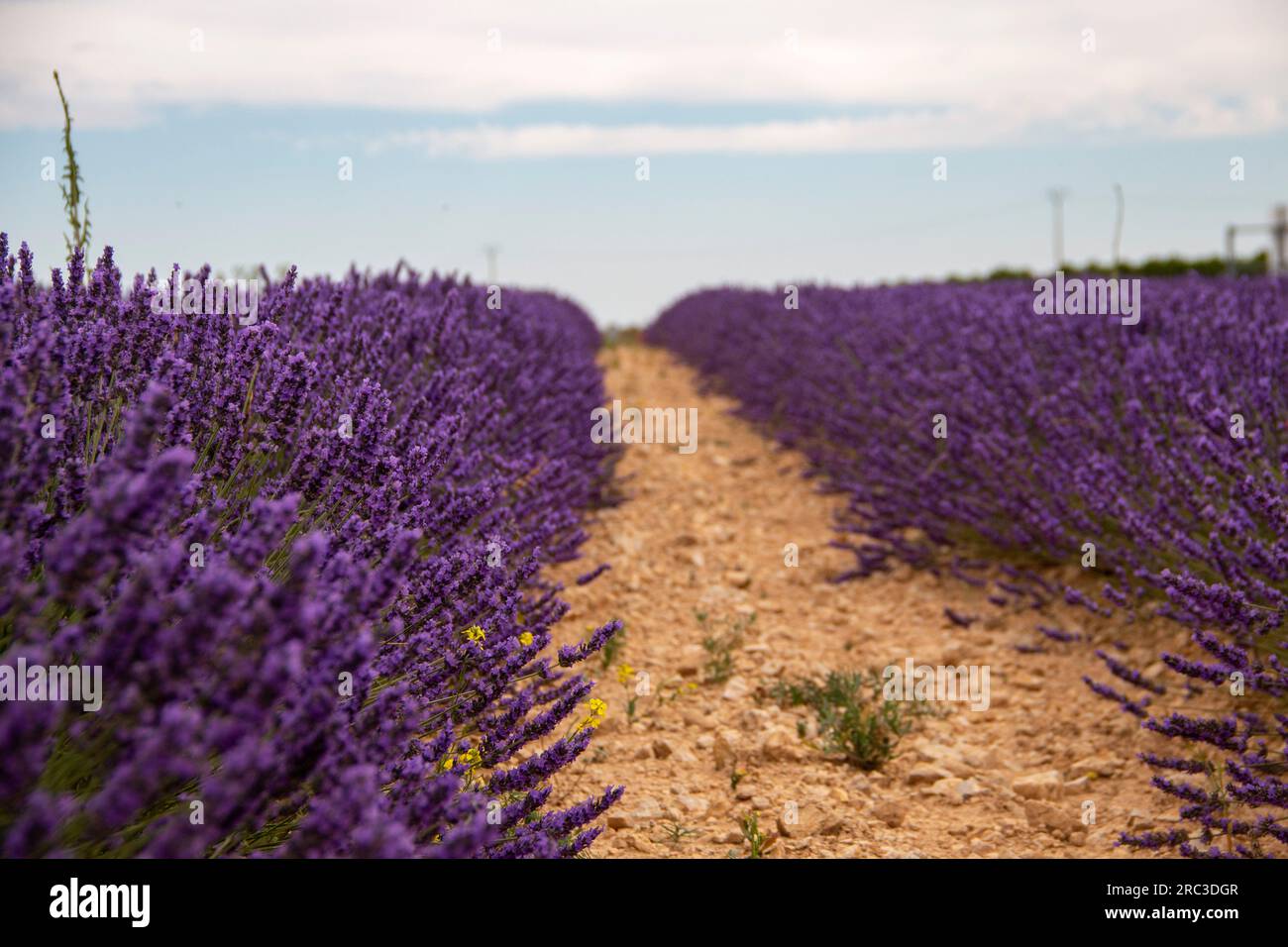 Lavender plantation (lavandula) in full bloom in mid-July Stock Photo ...