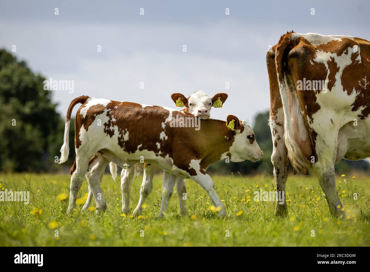 HALLE - 12/07/2023, Calves with their mother at the dynamic organic ...