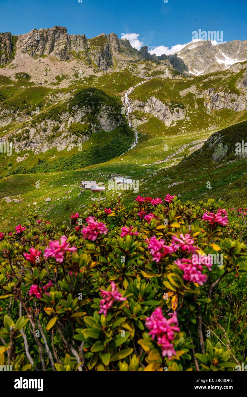 flowering alpine roses on Alp Holzhüs and Hostetbach high above ...