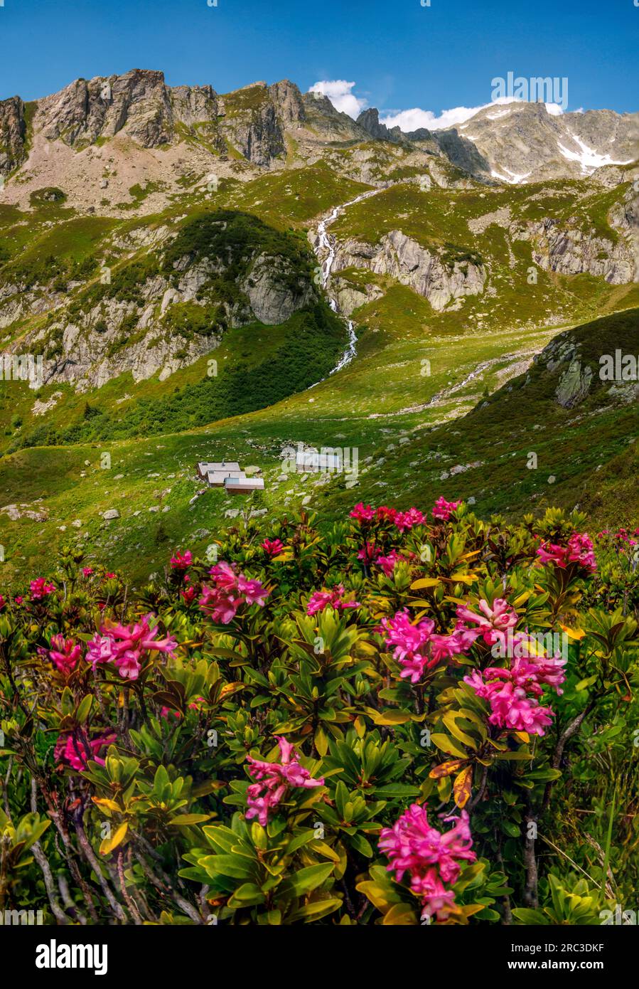 flowering alpine roses on Alp Holzhüs and Hostetbach high above ...