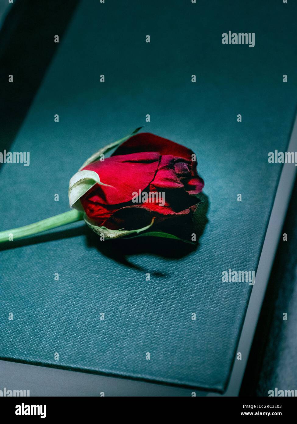 Slightly wilted red rose on top of hardback book Stock Photo - Alamy