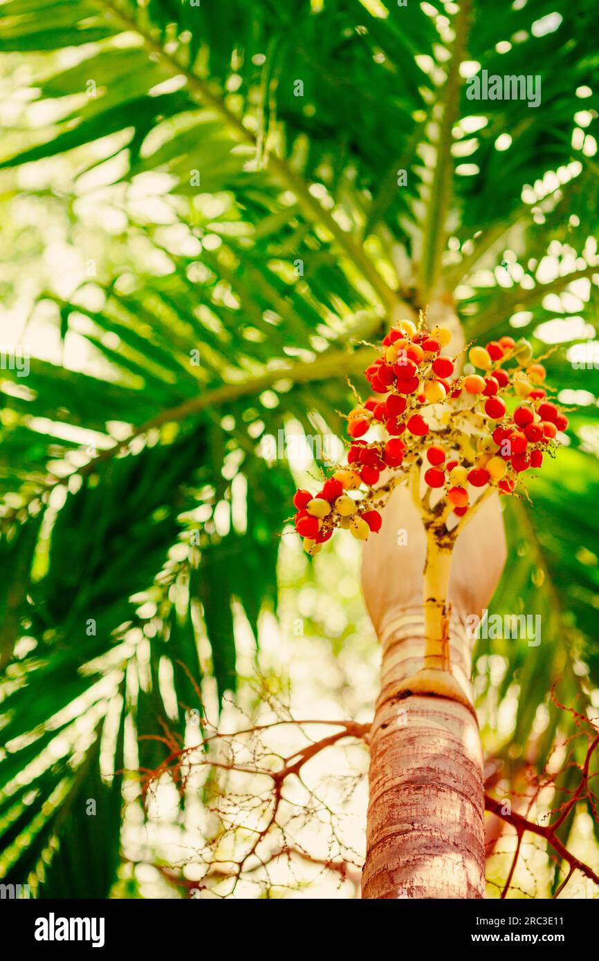 Fruit phoenix hi-res stock photography and images - Alamy