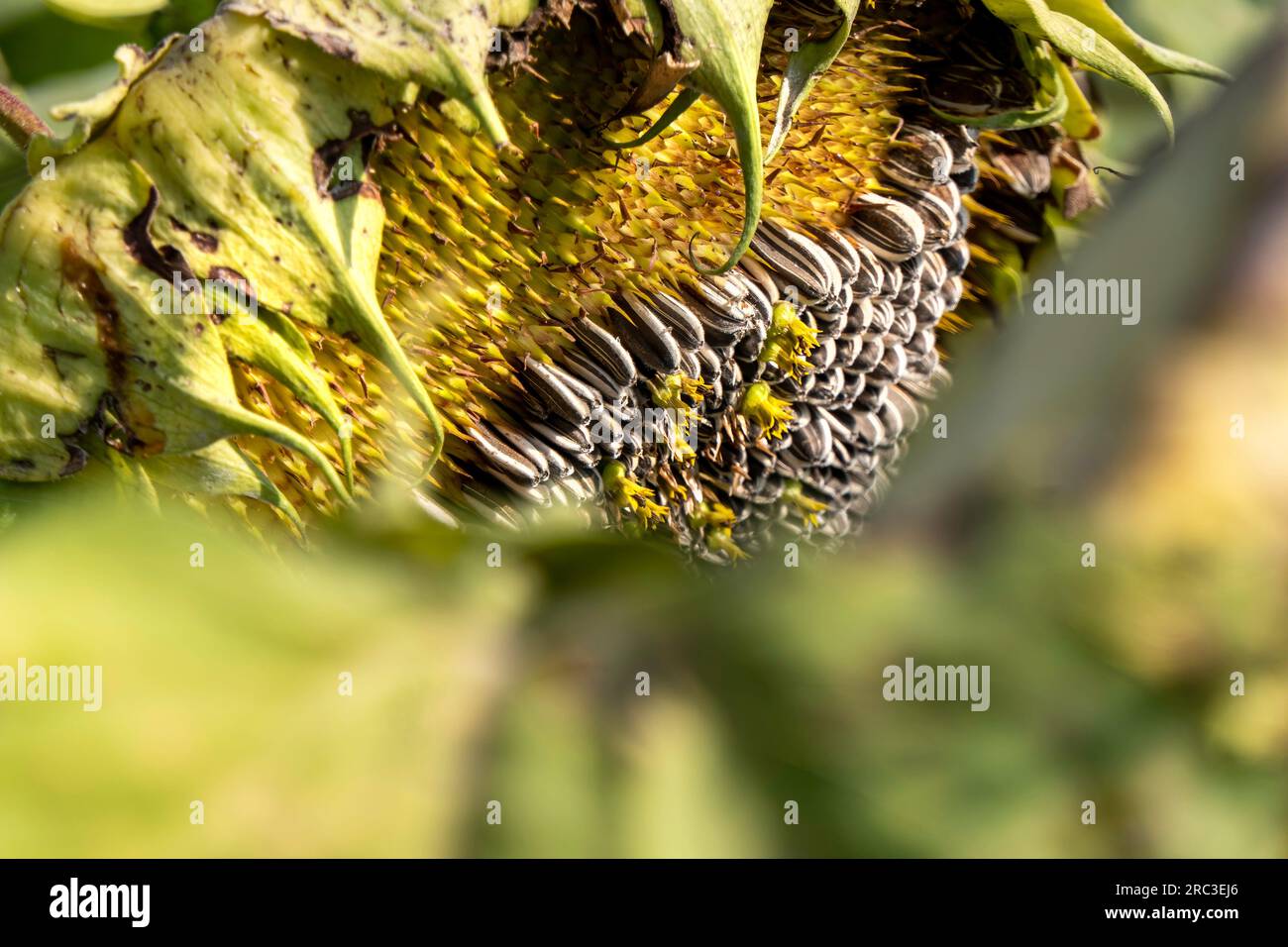 Agricultural field of ripe sunflowers. Sunflower heads with large white ...