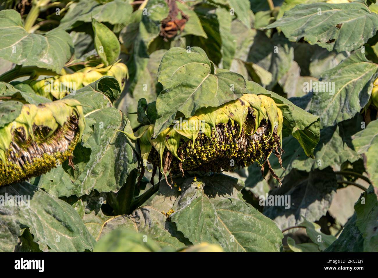 Agricultural field of ripe sunflowers. Sunflower heads with large white ...