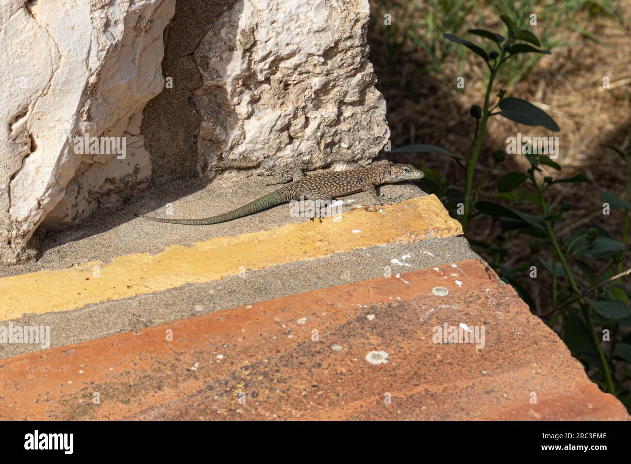 A sharp snouted rock lizard basking in the sun on St Marys Island ...